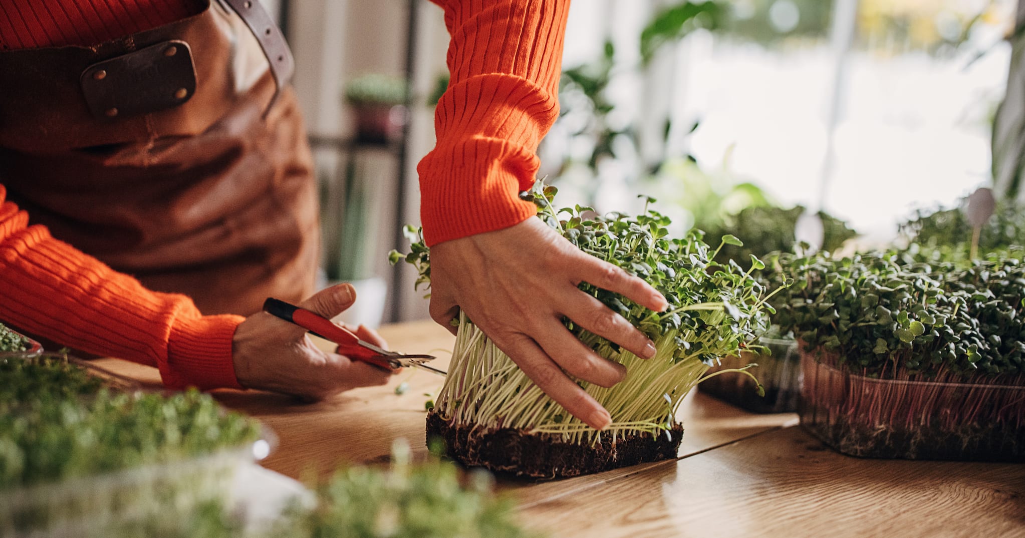 Les règles d’or pour réussir un potager de pousses | EspaceProprio